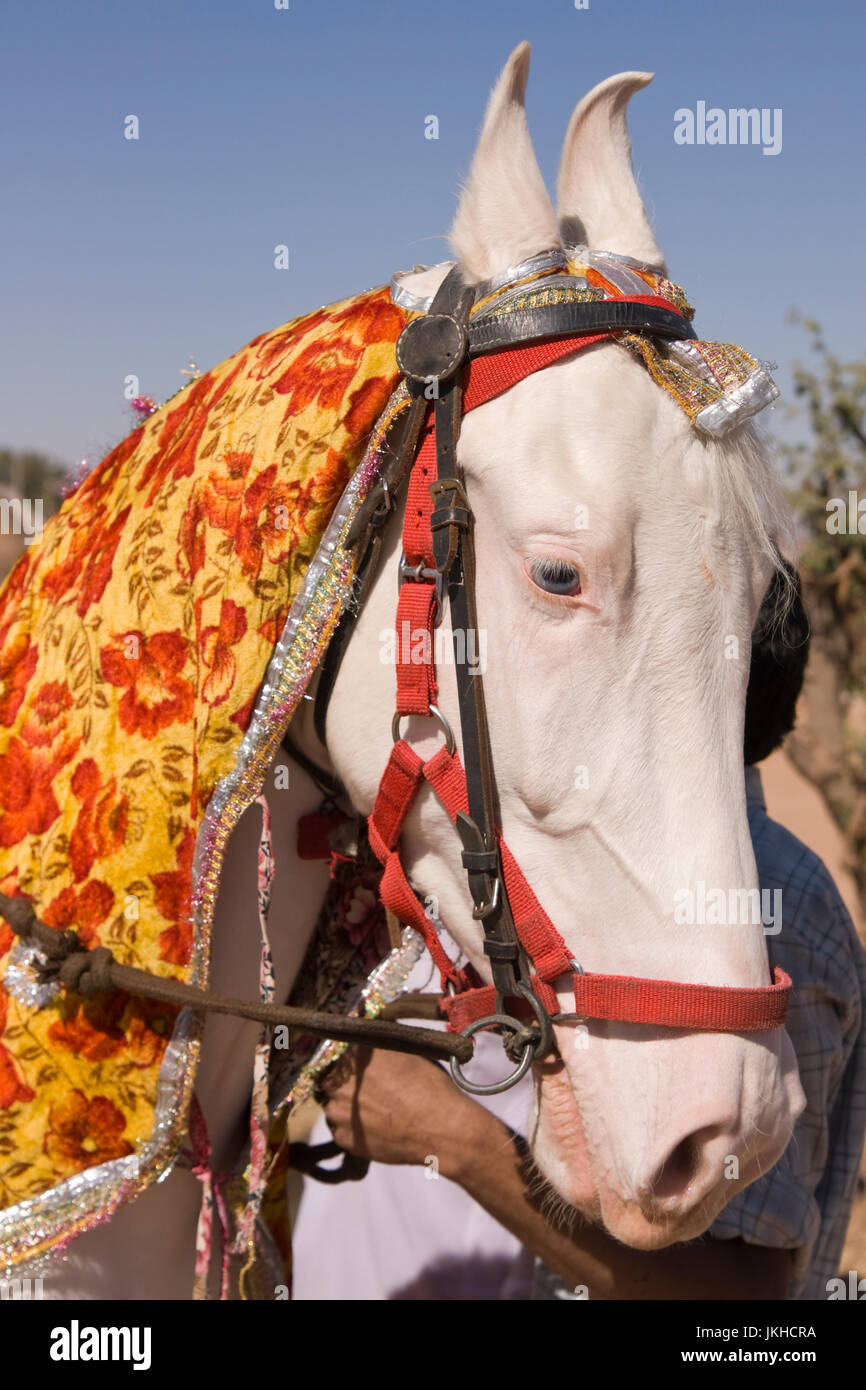 Marwari horse hi-res stock photography and images - Alamy