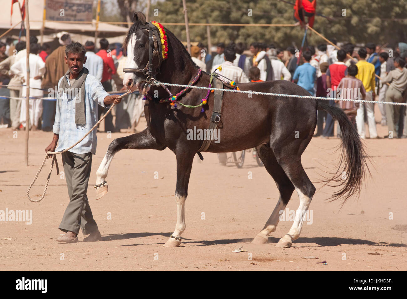 Marwari horse hi-res stock photography and images - Alamy
