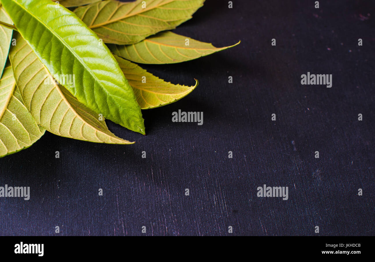 Bright green evergreen tree leaves on dark woode background as a green ...