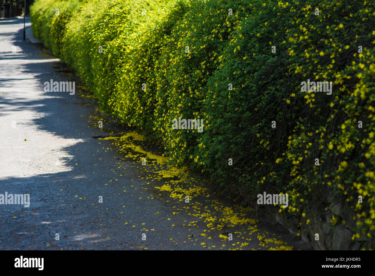 Blooming bushes in a spring garden Stock Photo - Alamy