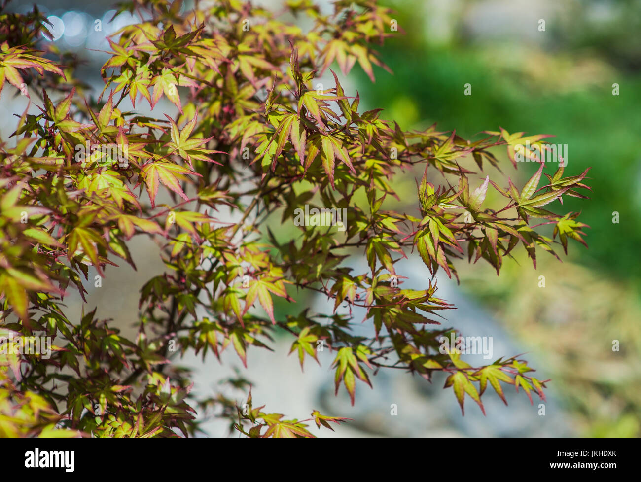 Close up of japanese acer tree leaves Stock Photo - Alamy