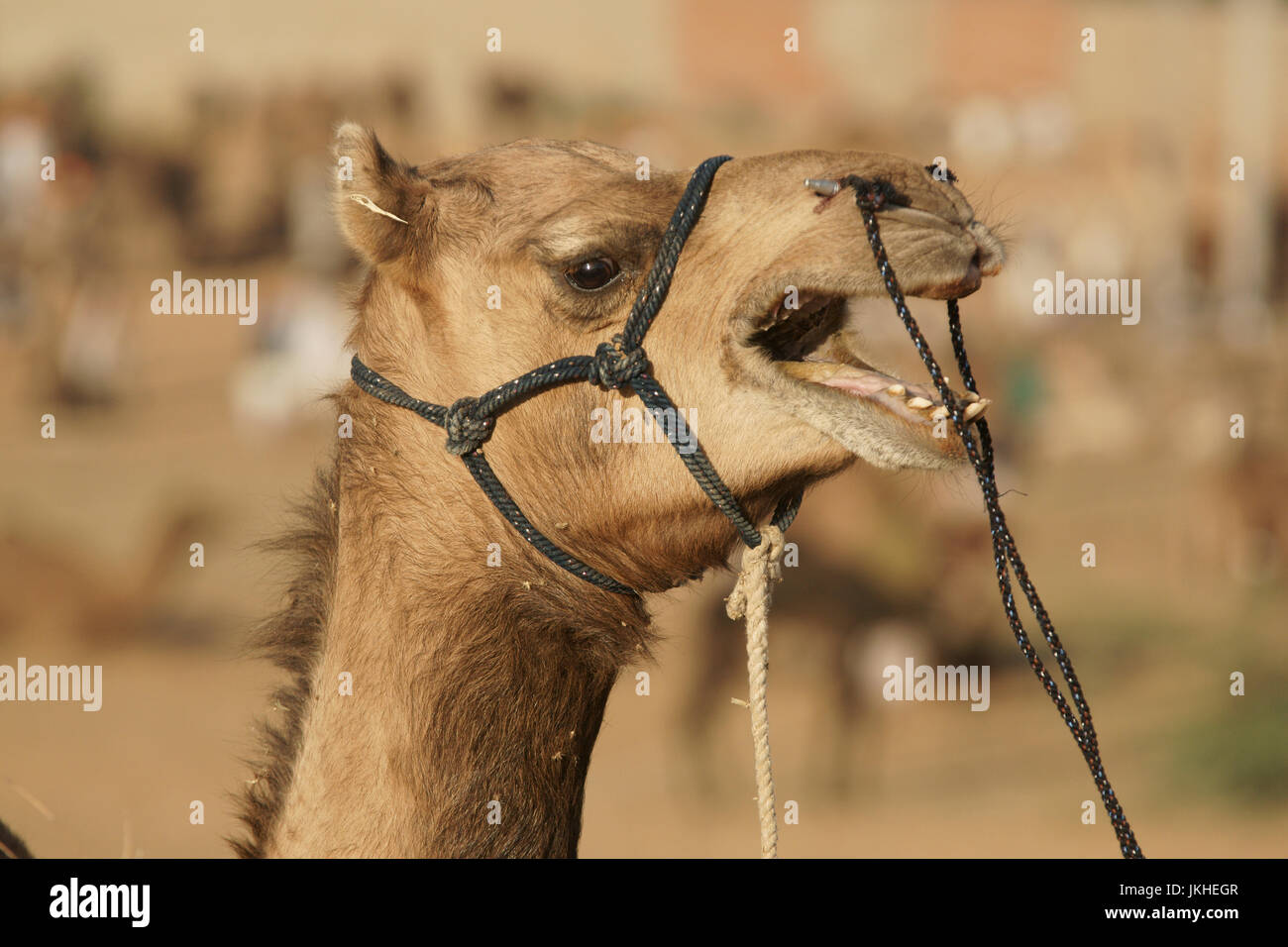 Camel nose pin hi-res stock photography and images - Alamy