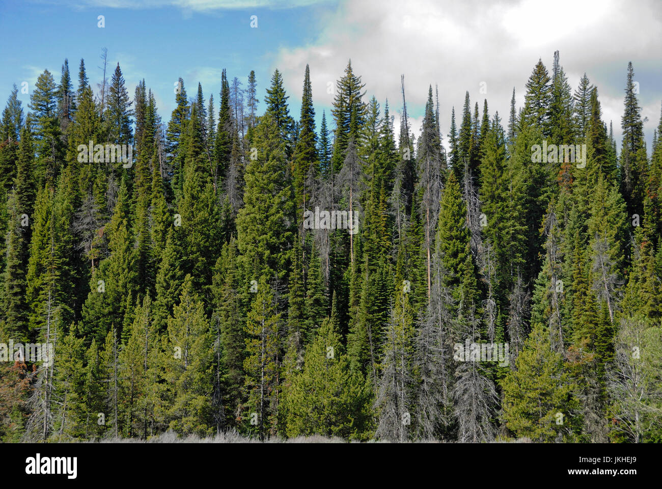 Treeline, Grand Teton Mountain range, Yellowstone National Park Stock ...