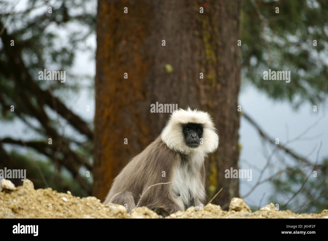Tarai Grey langur (Semnopithecus hector), Bhutan Stock Photo - Alamy