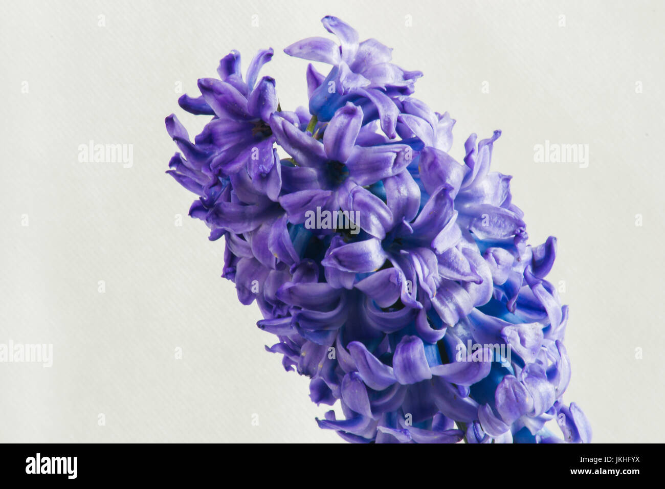 Jacinth flower hi-res stock photography and images - Alamy