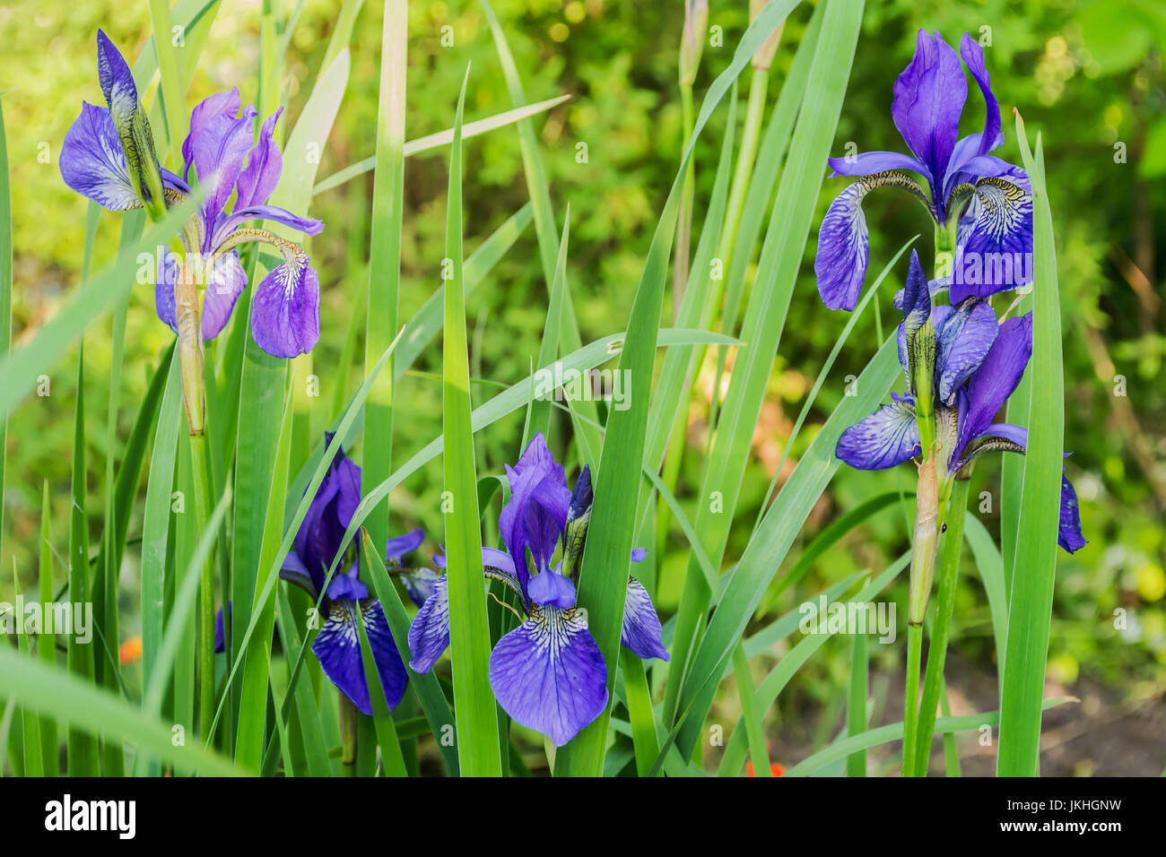 Garden on spring in Poland. Outdoor on June Stock Photo - Alamy
