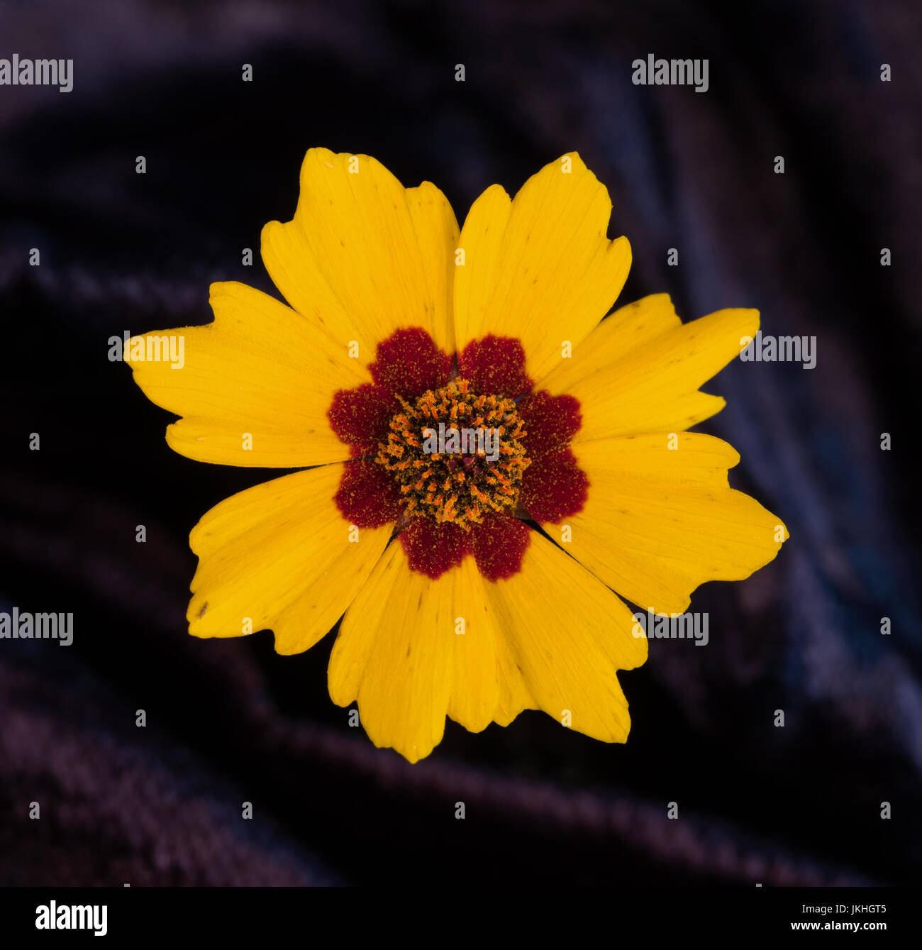 single one flower arrangement Stock Photo - Alamy
