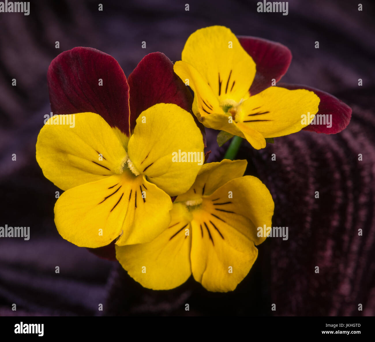 Creamson hi-res stock photography and images - Alamy