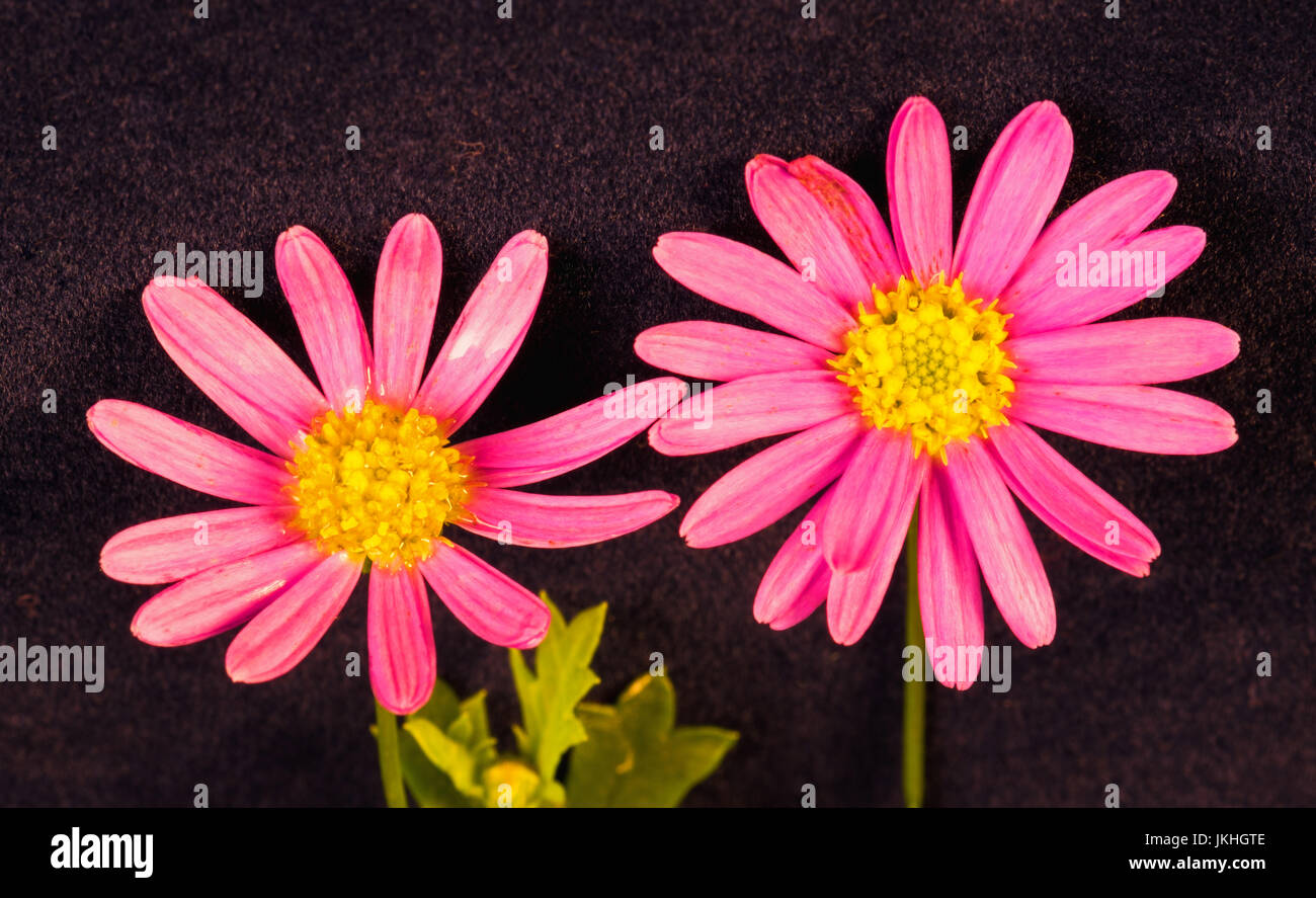 two flowers arrangements Stock Photo - Alamy