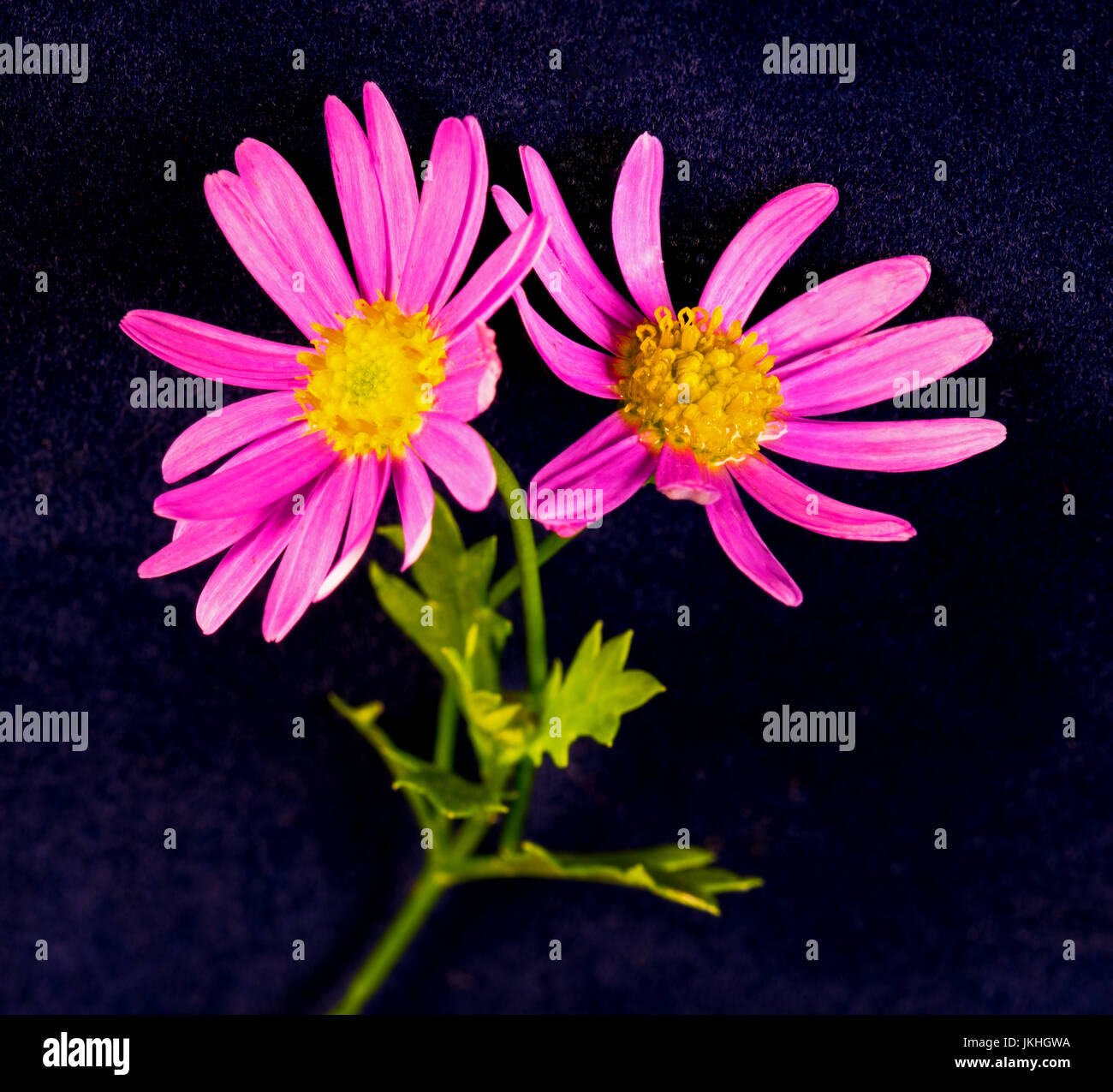 two flowers arrangements Stock Photo - Alamy