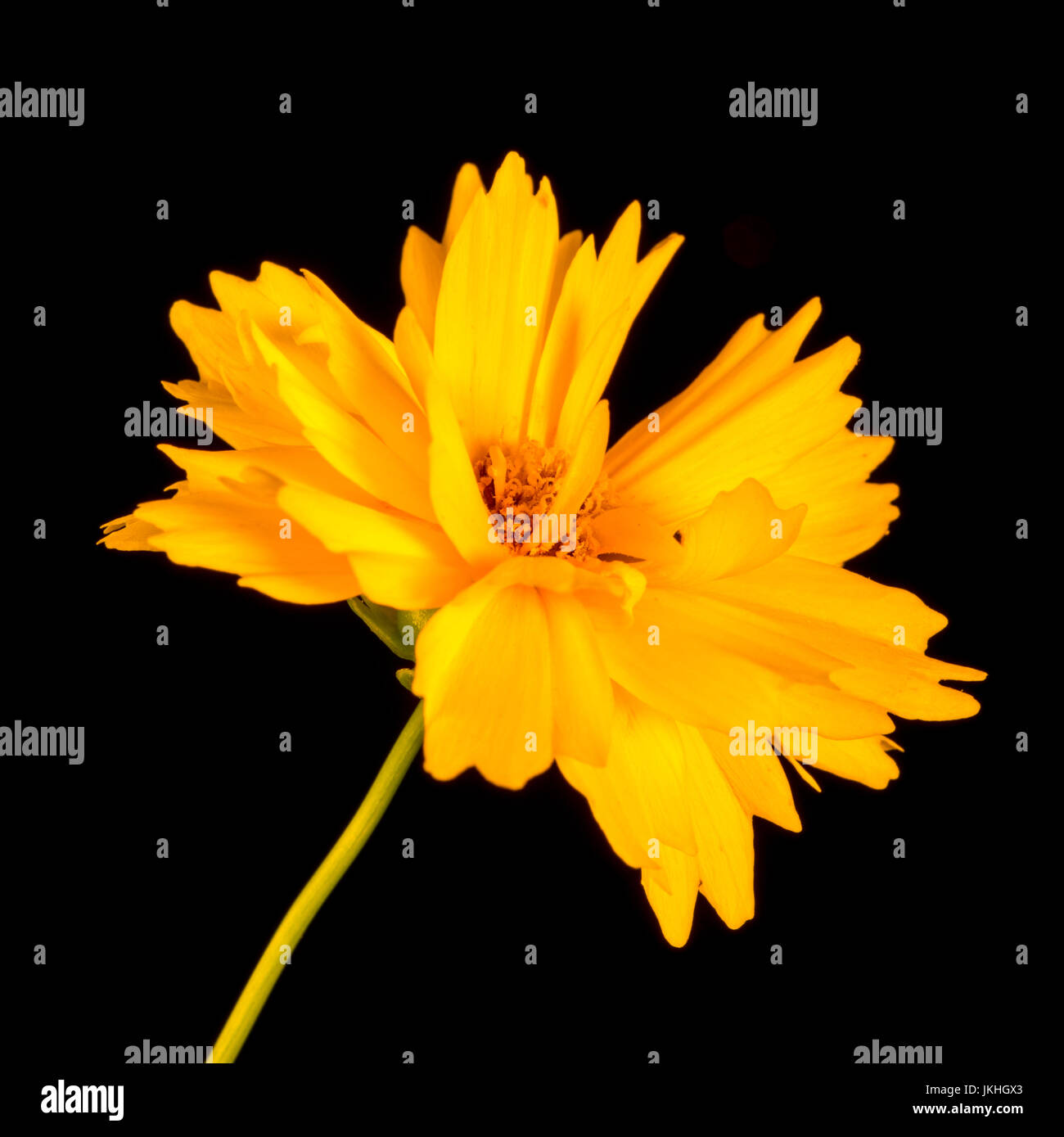 single yellow flower Stock Photo - Alamy
