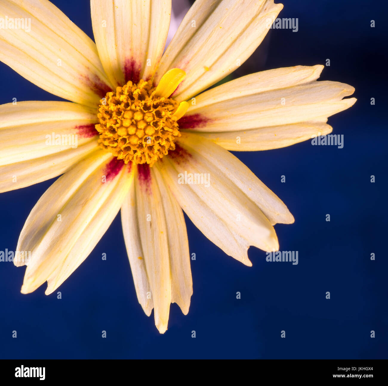 Lil' Bang Starlight Coreopsis flower Stock Photo - Alamy