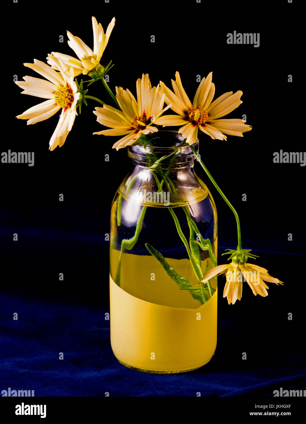 Lil' Bang Starlight Coreopsis flowers Stock Photo - Alamy