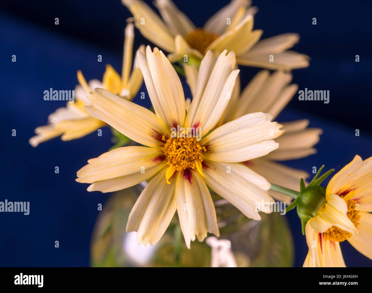 Starlight flowers hi-res stock photography and images - Alamy