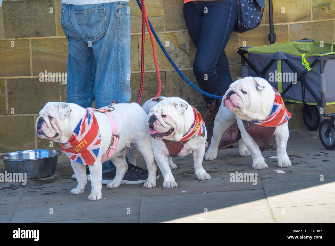 Three White English Bulldog pets wearing Union Flag scarves all looking ...