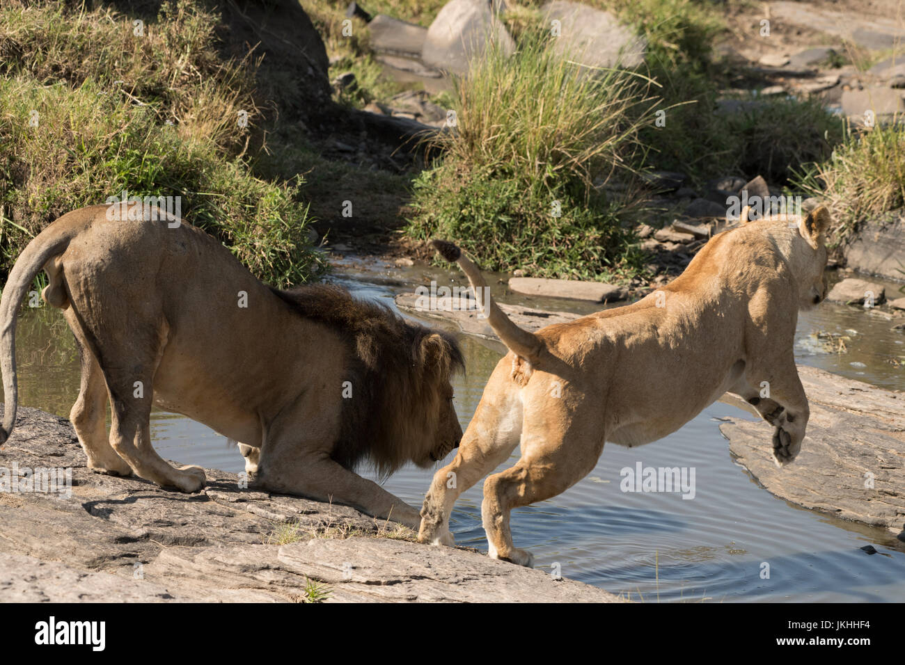 Lioness Jumping