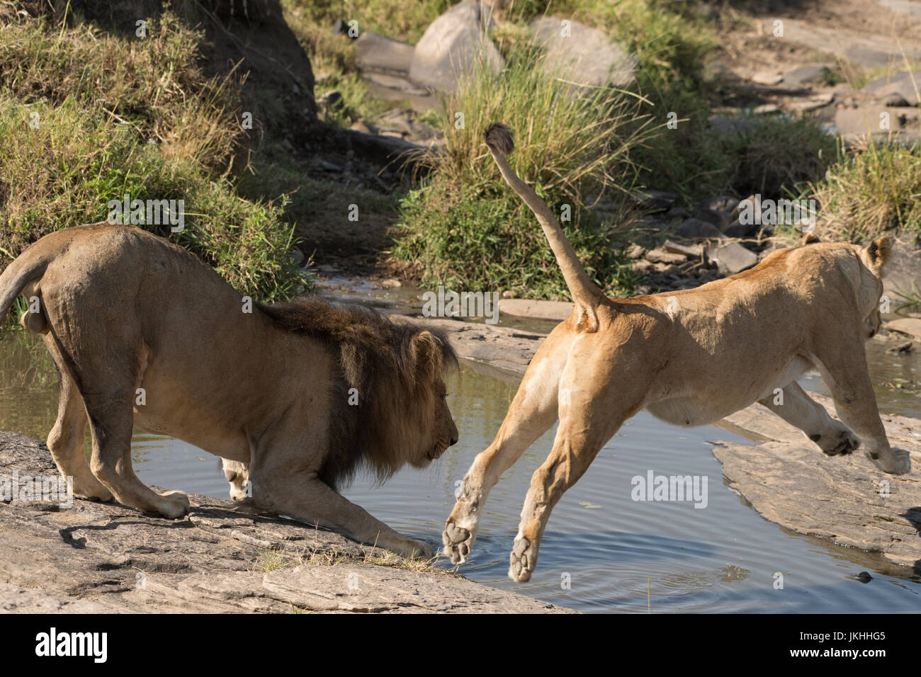 Lioness Jumping