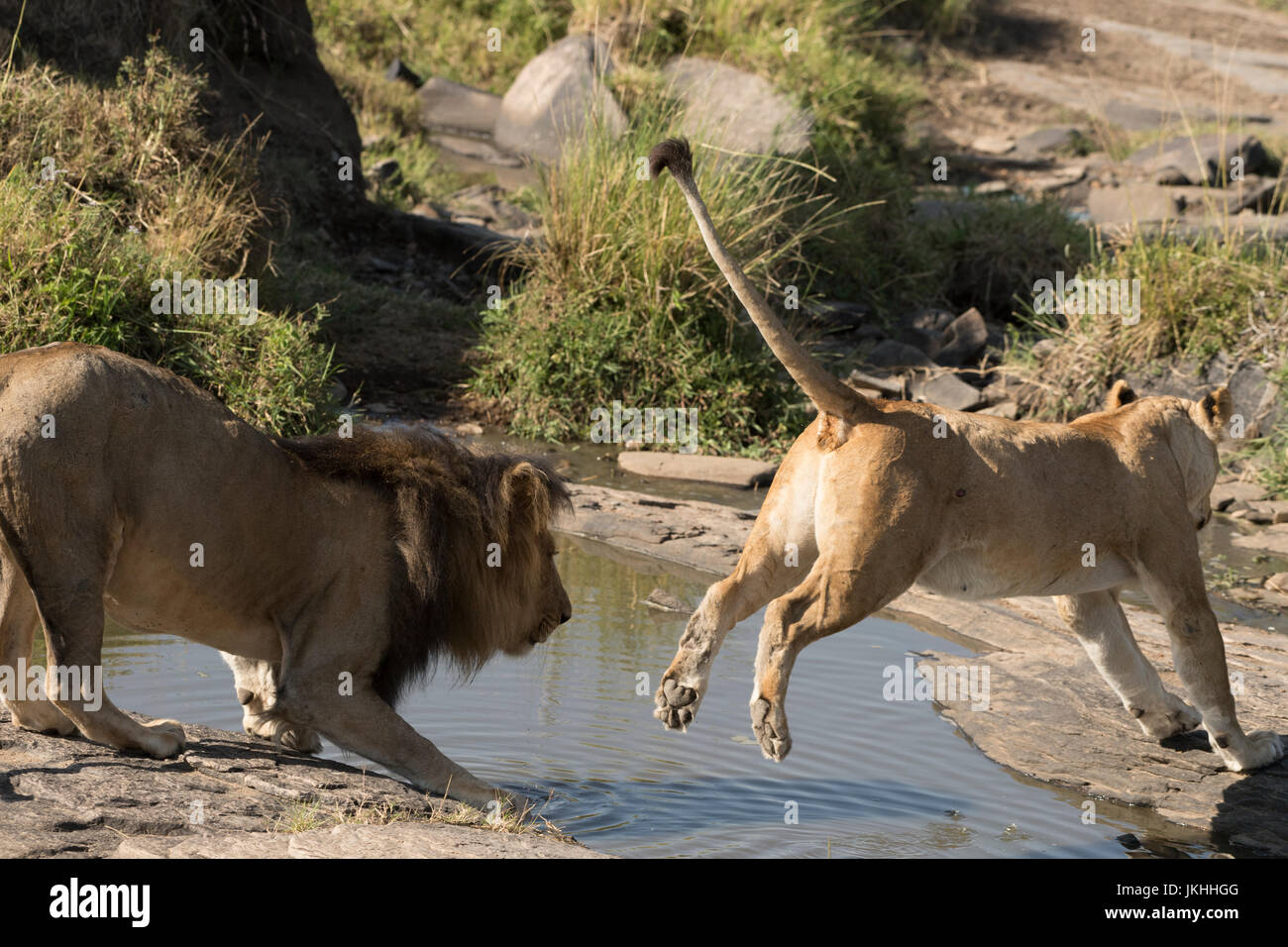 Jumping Of The Lion High Resolution Stock Photography and Images - Alamy