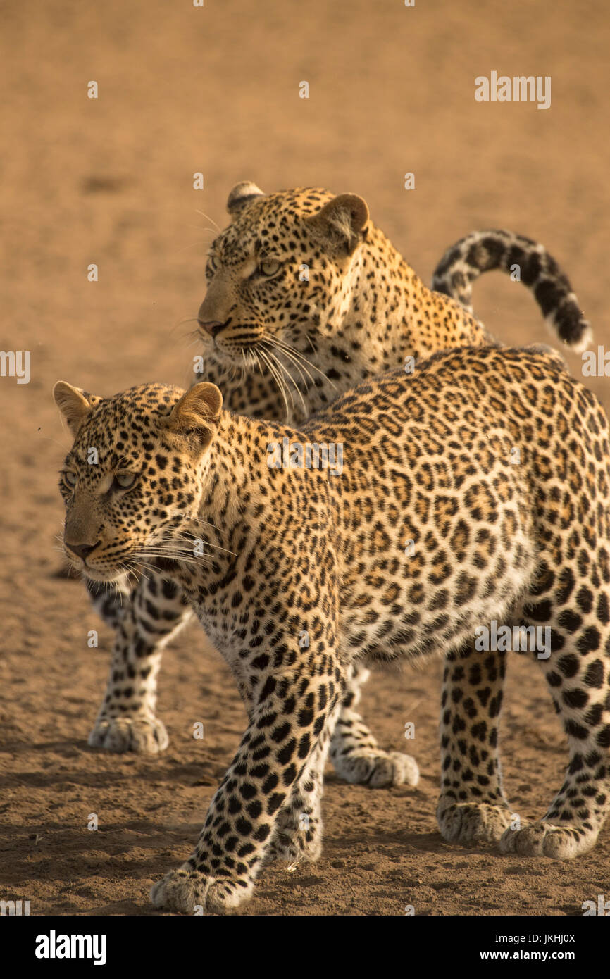 Curious leopard cub hi-res stock photography and images - Alamy