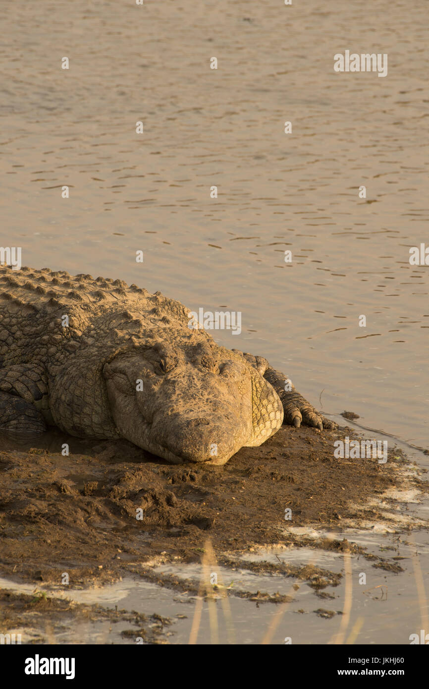 Large male crocodile hi-res stock photography and images - Alamy