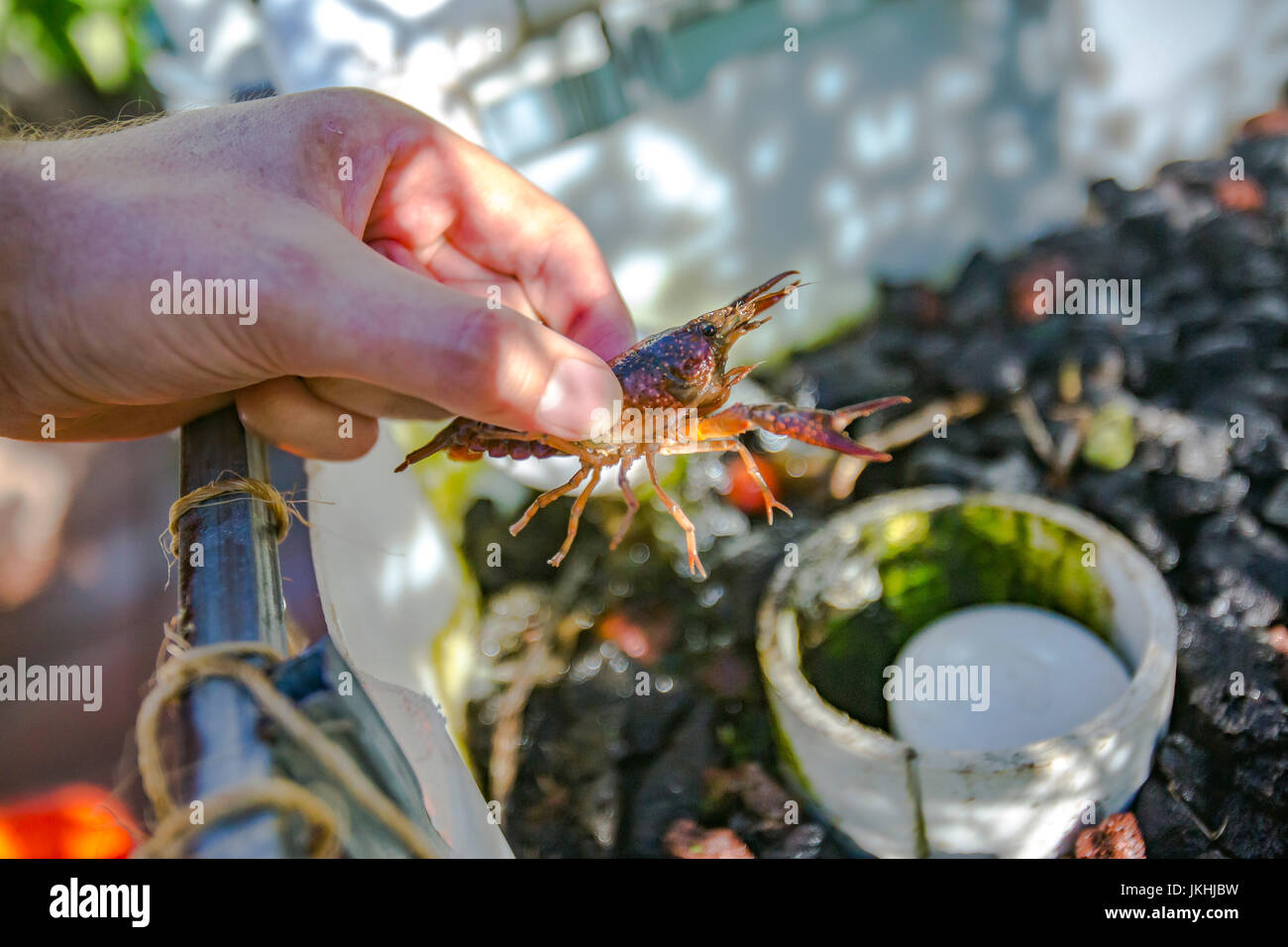 Aquaponics and Hydroponics support heavy vegetation Stock Photo - Alamy