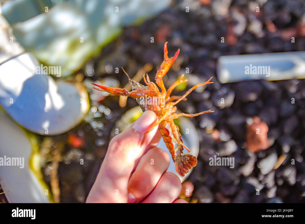 Aquaponics and Hydroponics support heavy vegetation Stock Photo - Alamy