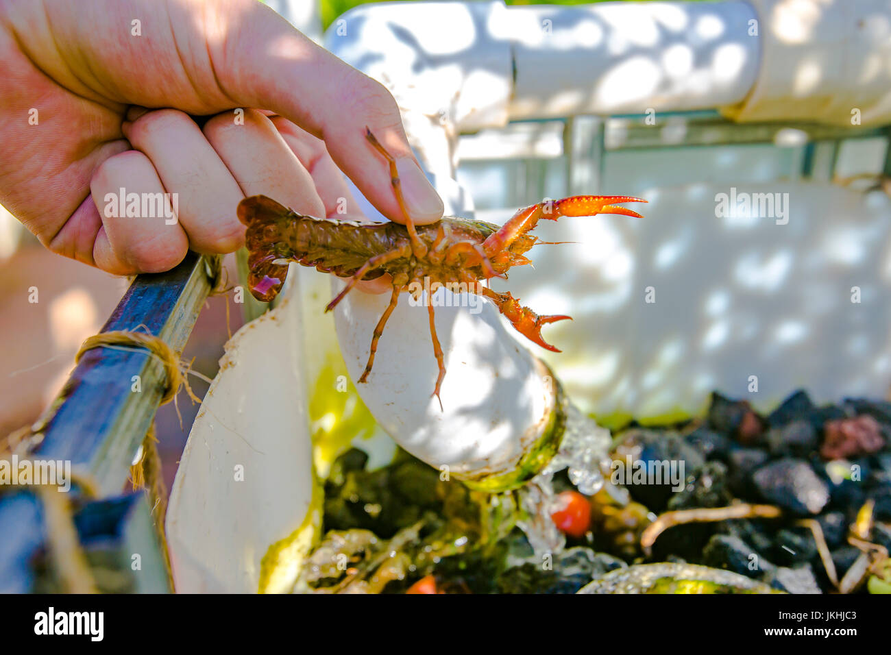 Aquaponics and Hydroponics support heavy vegetation Stock Photo - Alamy