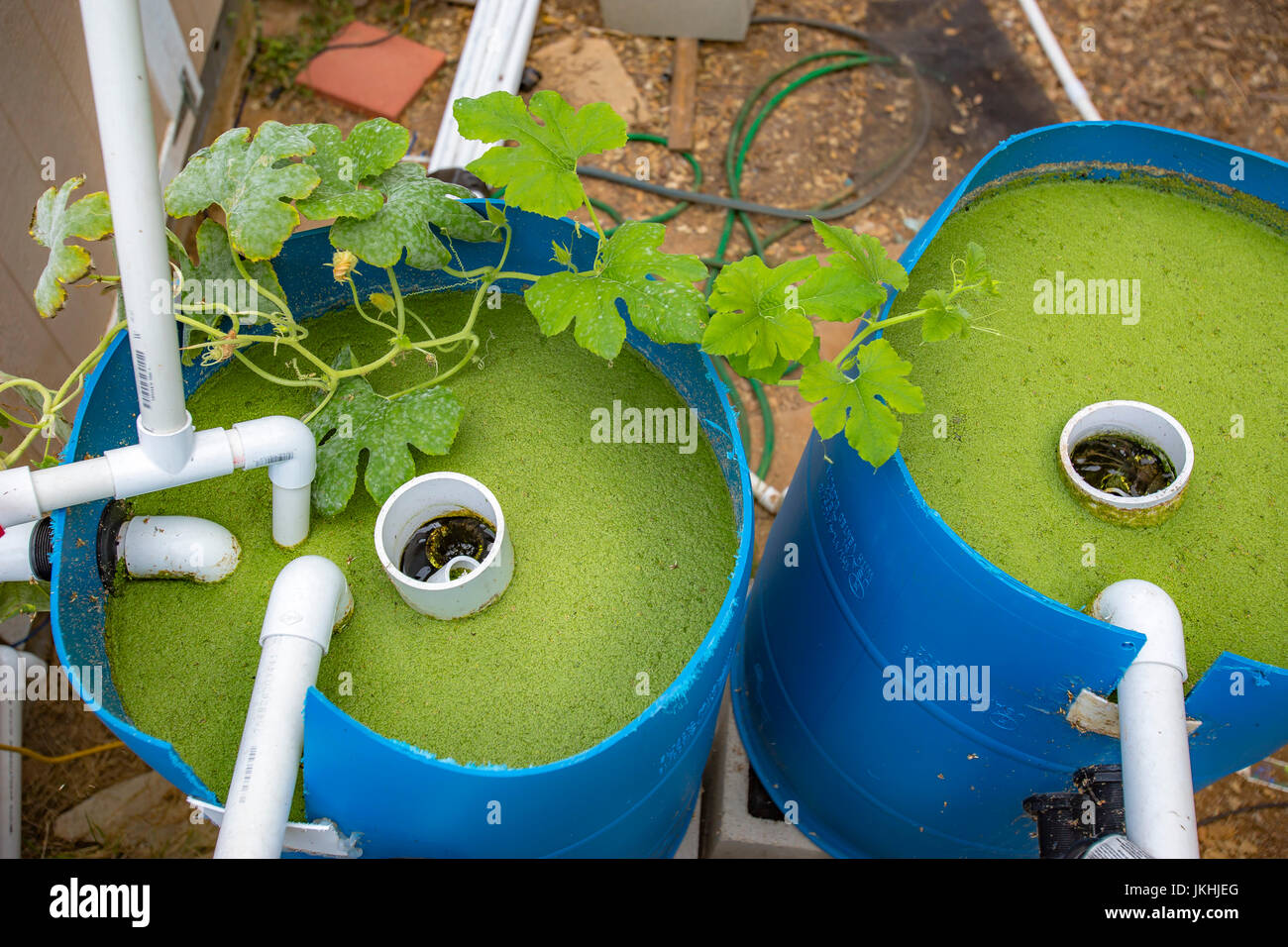 Hydroponics domestic hi-res stock photography and images - Alamy