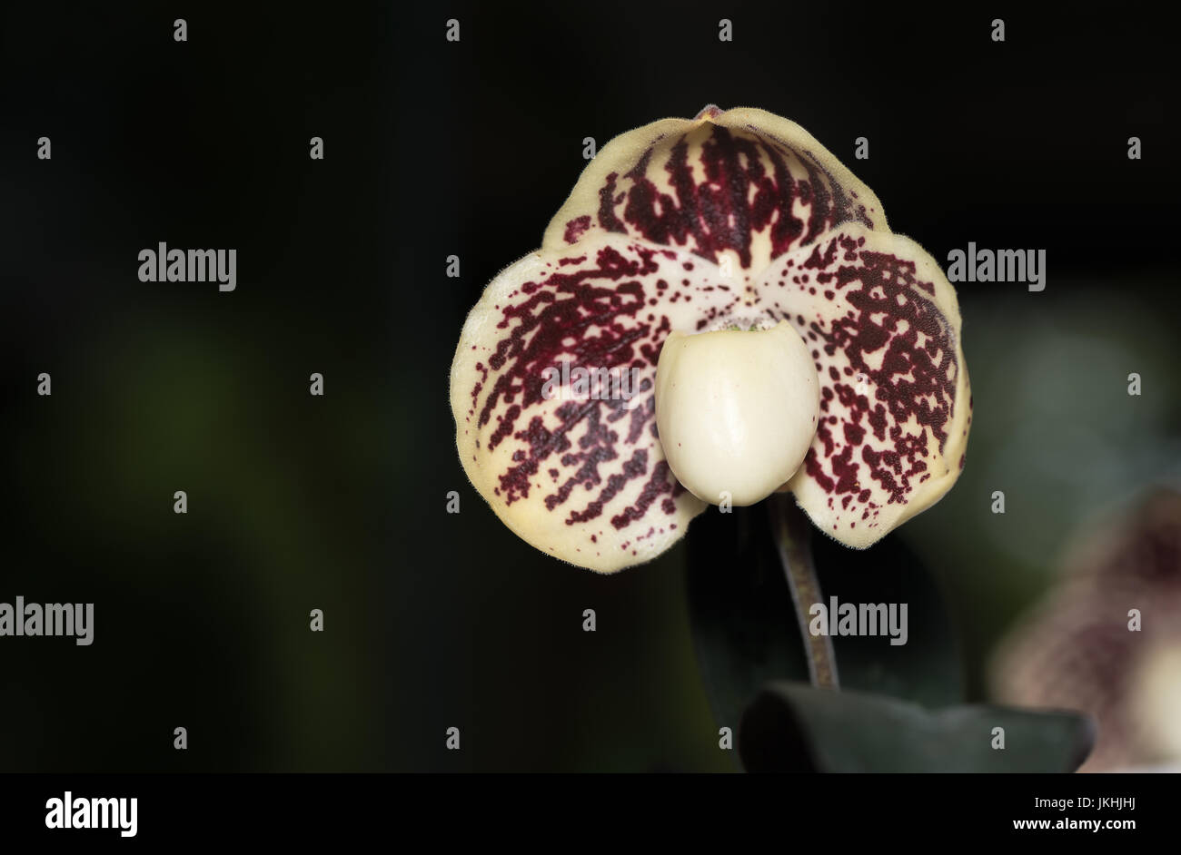 Lady’s Slipper orchid flower, Paphiopedilum orchid flower on dark tone ...