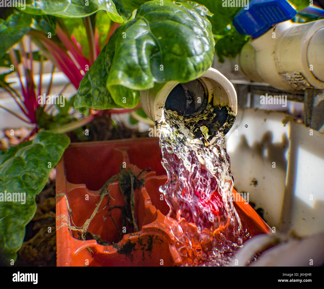 Aquaponics and Hydroponics support heavy vegetation Stock Photo - Alamy
