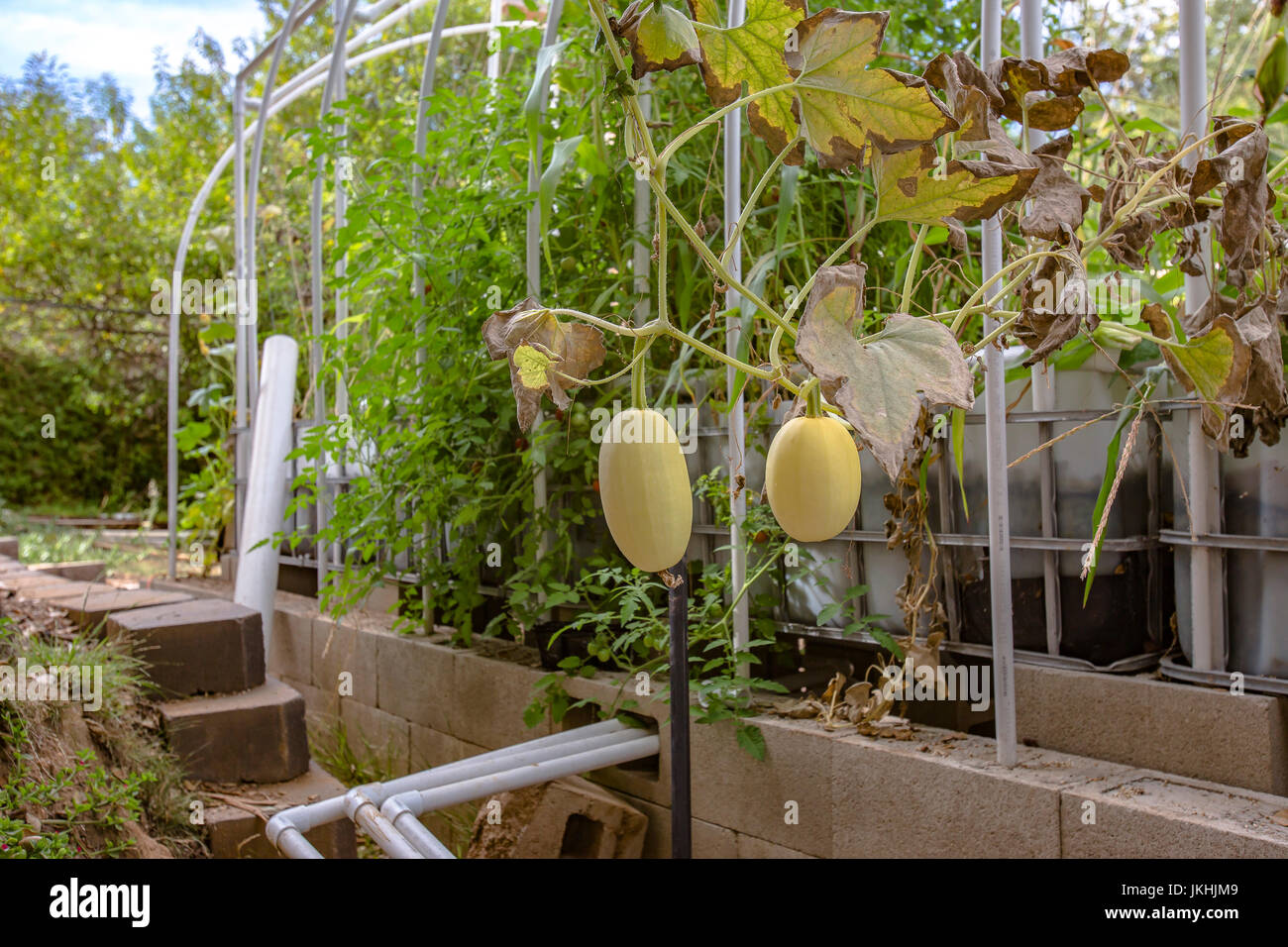 Aquaponics and Hydroponics support heavy vegetation Stock Photo - Alamy