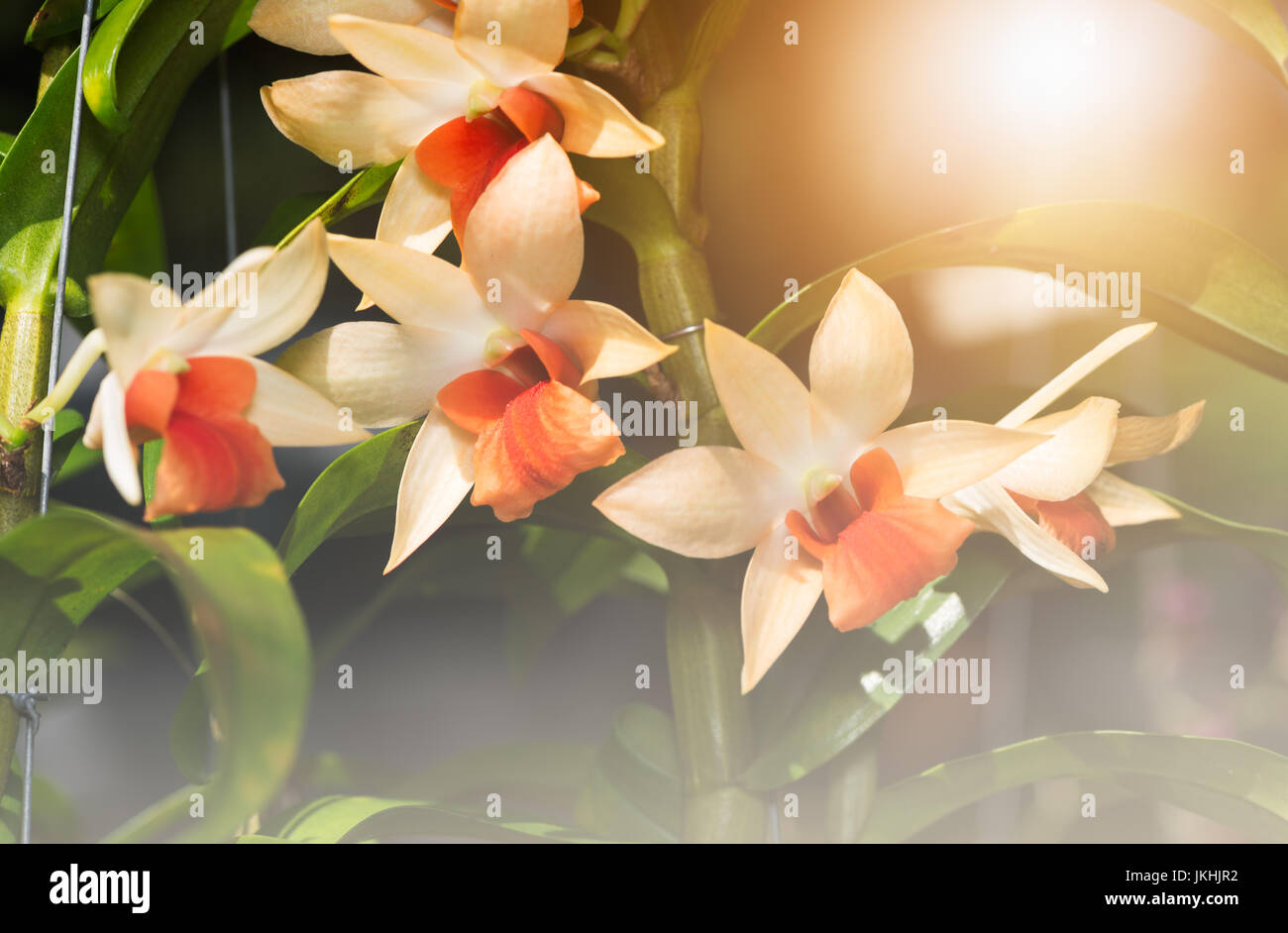 Hybrid orange dendrobium orchid on nature background Stock Photo - Alamy