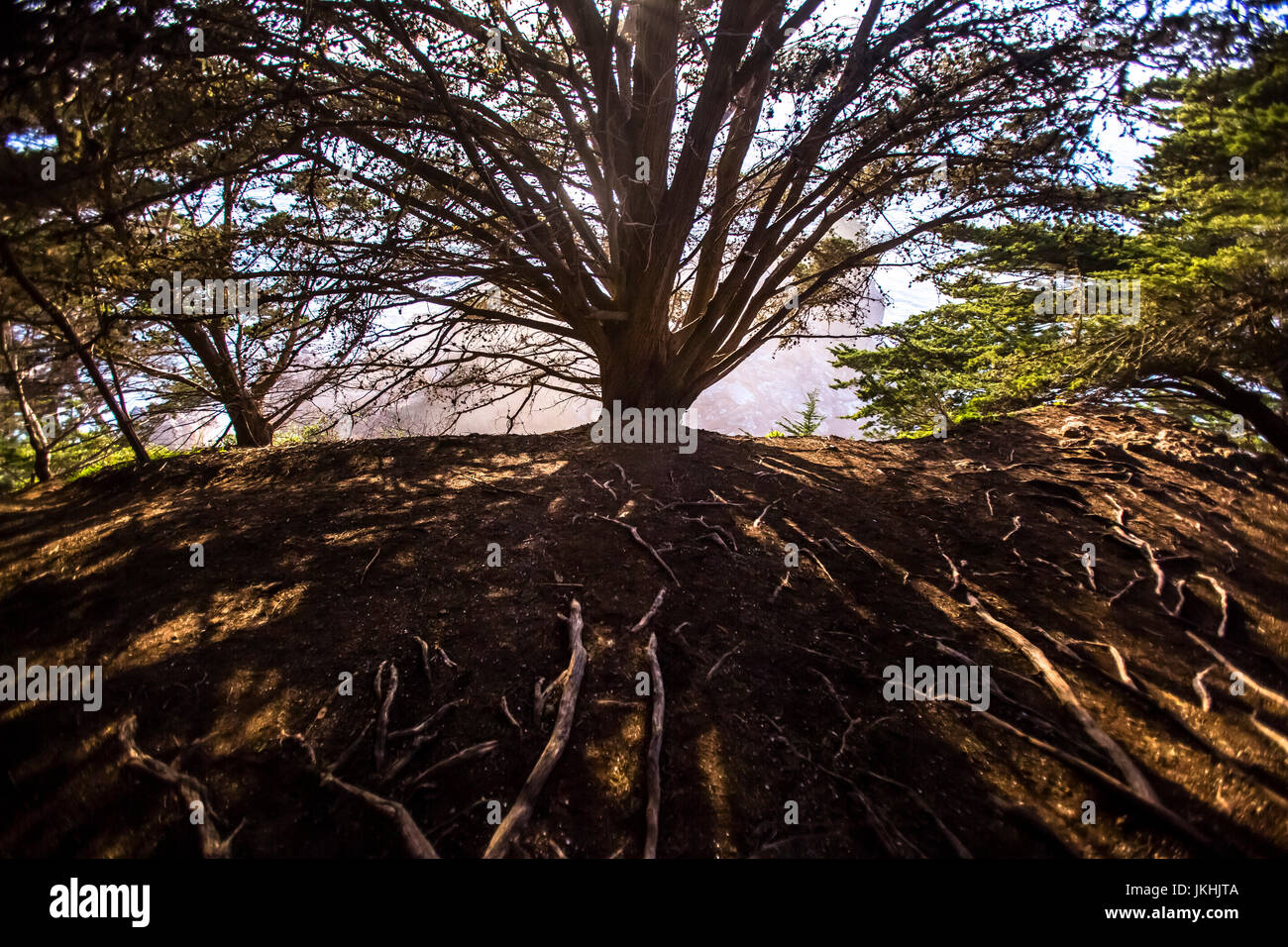 This tree is backlit and the roots and tree are equal in frame, but ...