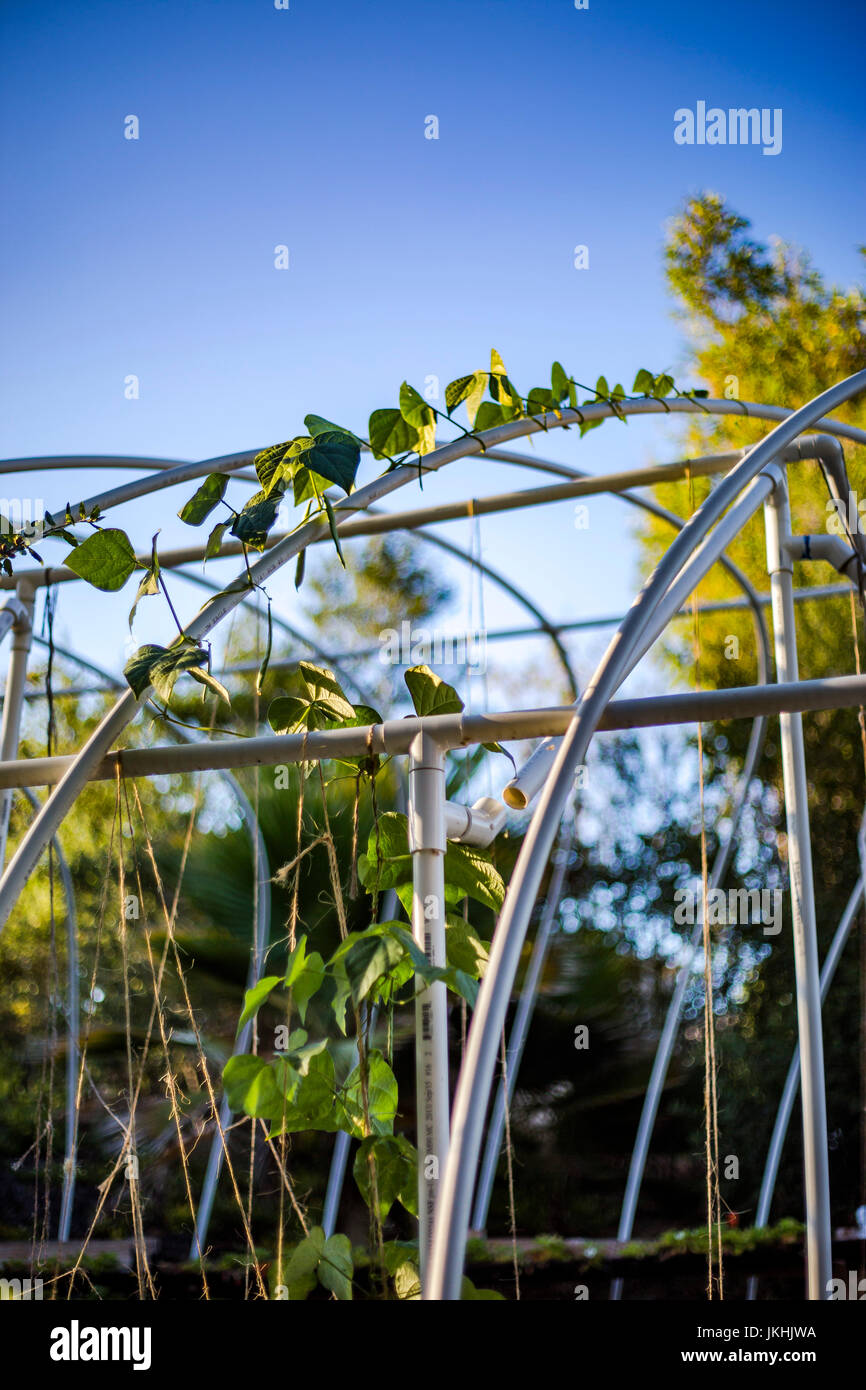 Aquaponics and Hydroponics support heavy vegetation Stock Photo - Alamy