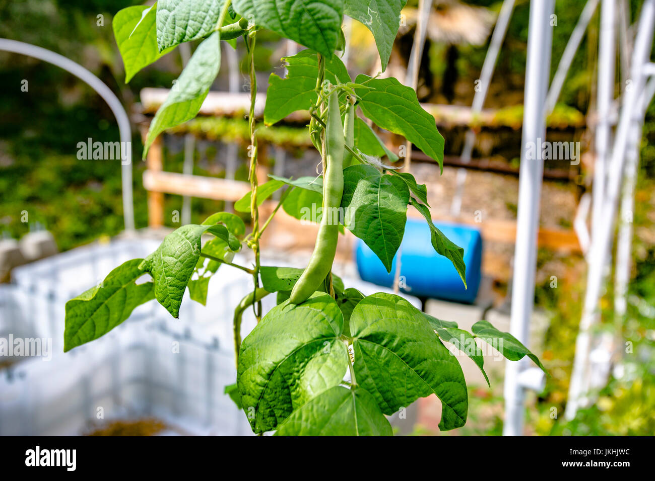 Aquaponics and Hydroponics support heavy vegetation Stock Photo - Alamy