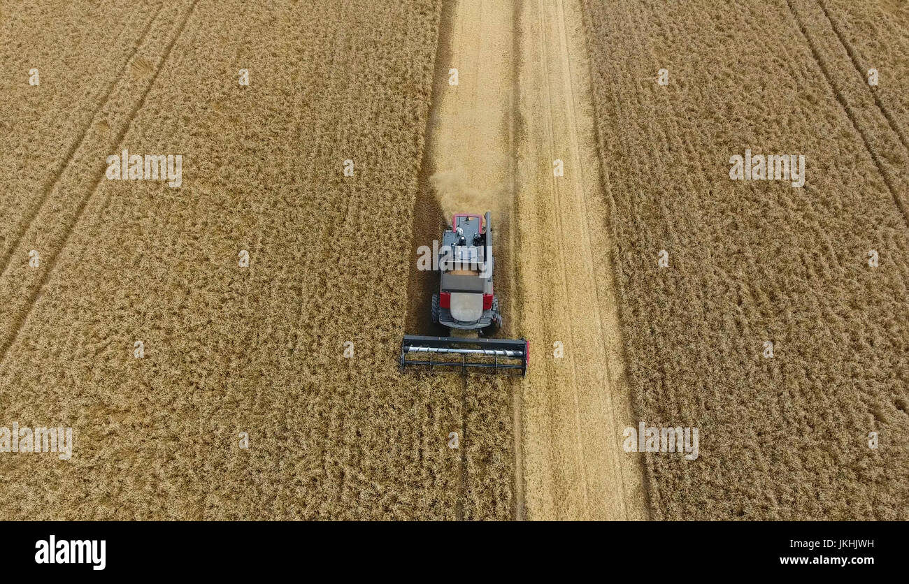 Harvesting wheat harvester. Agricultural machines harvest grain on the ...