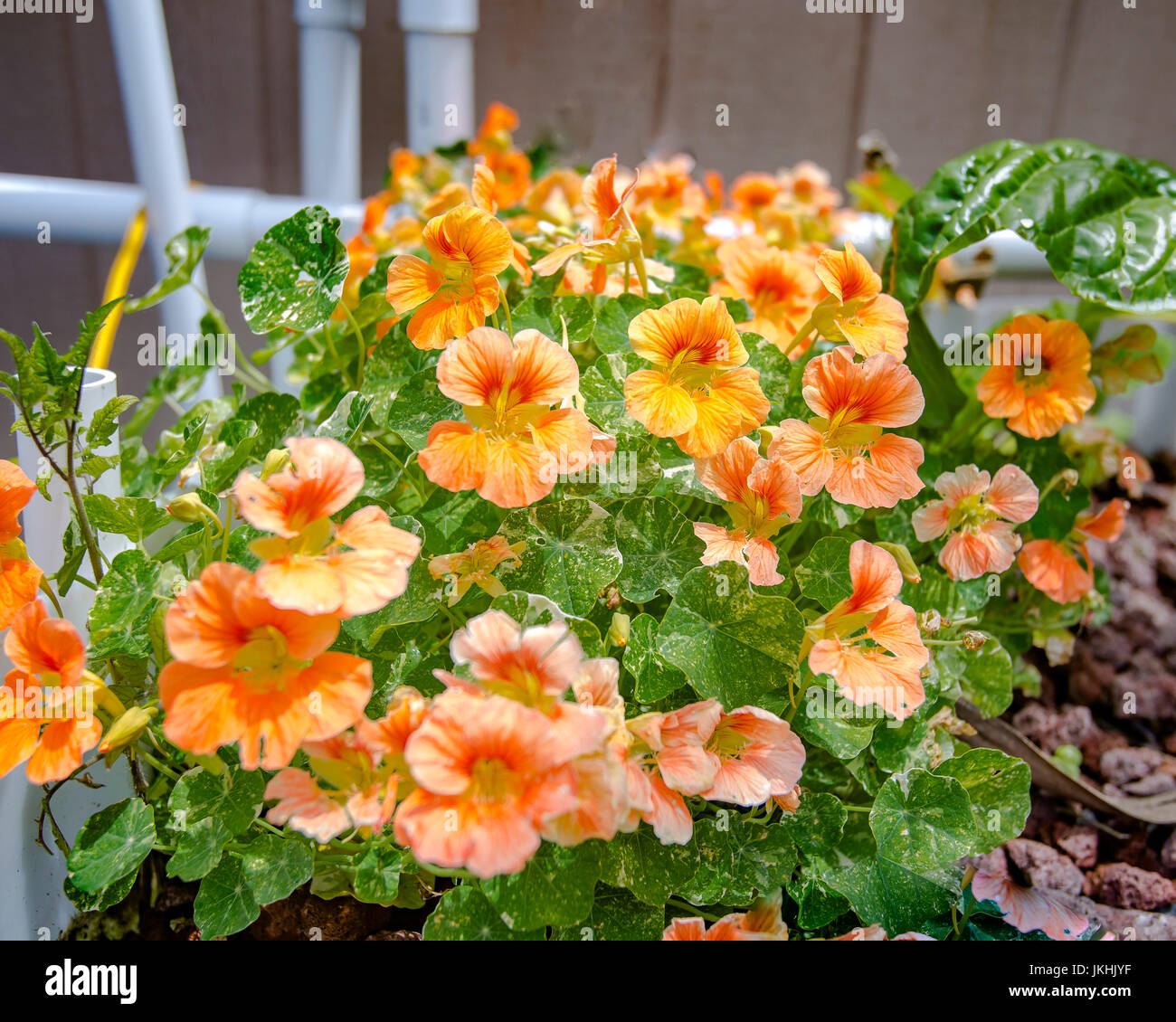 Aquaponics and Hydroponics support heavy vegetation Stock Photo - Alamy