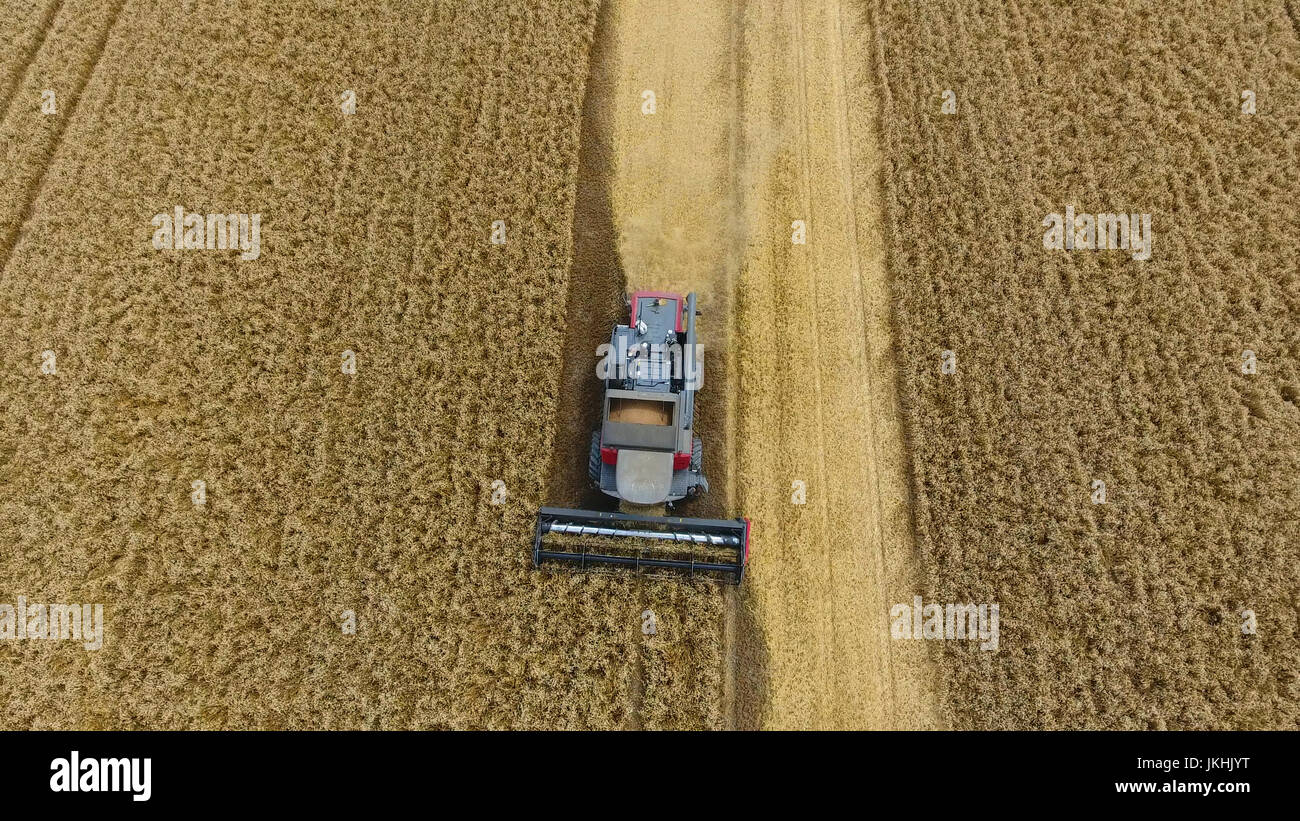 Harvesting wheat harvester. Agricultural machines harvest grain on the ...