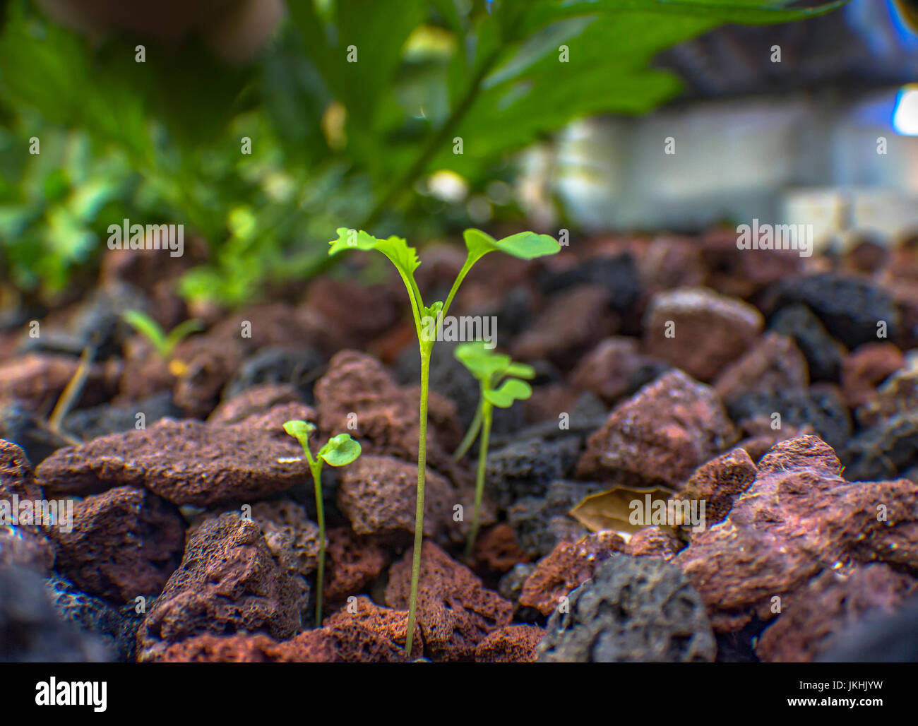 Aquaponics and Hydroponics support heavy vegetation Stock Photo - Alamy