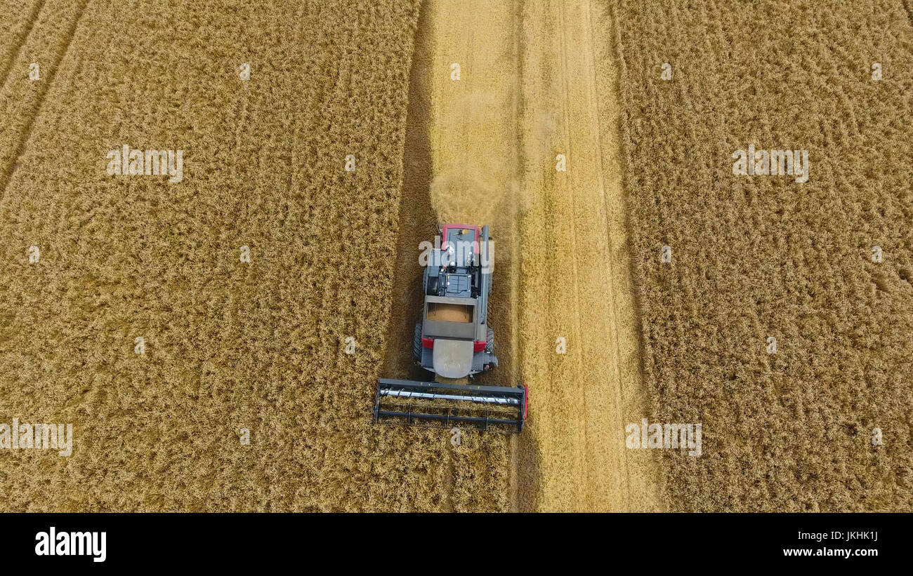Harvesting wheat harvester. Agricultural machines harvest grain on the ...