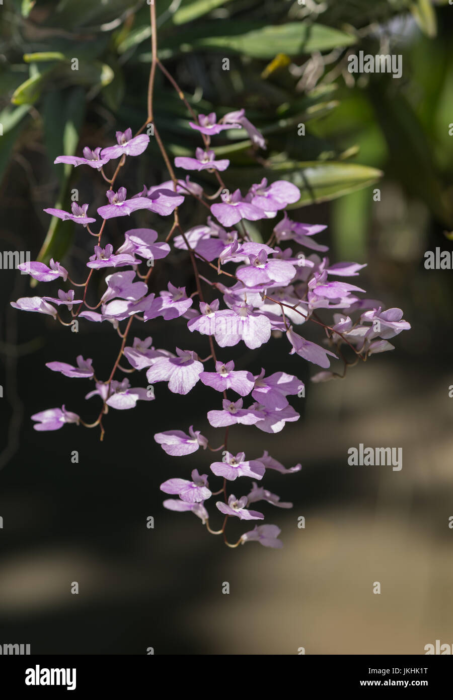 cute purple oncidium orchid flower on nature background Stock Photo - Alamy