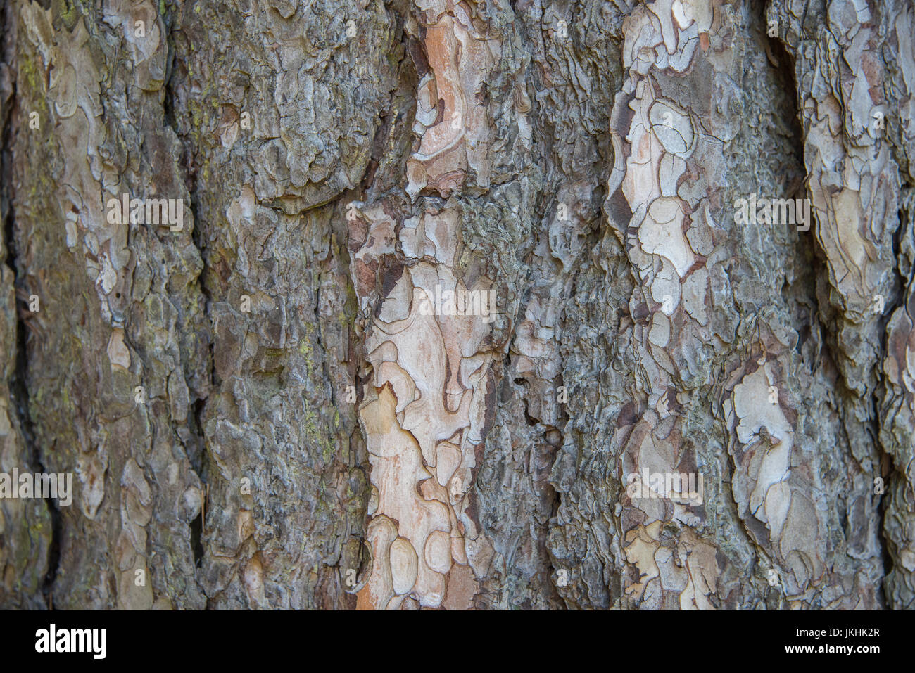 Crimean pine tree hi-res stock photography and images - Alamy