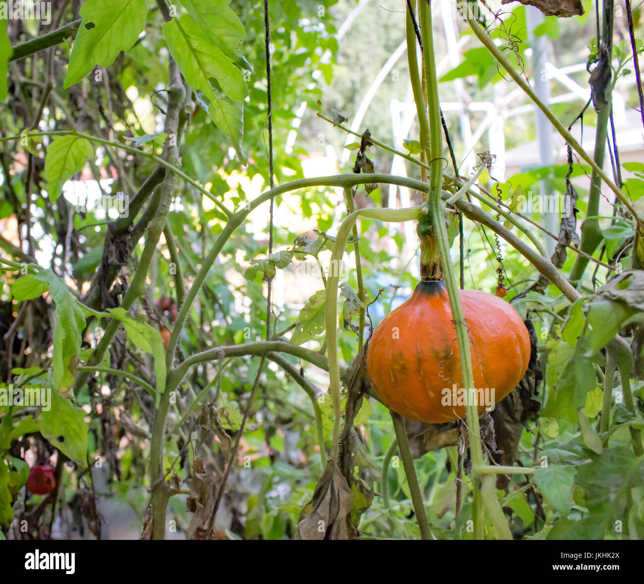 Aquaponics and Hydroponics support heavy vegetation Stock Photo - Alamy