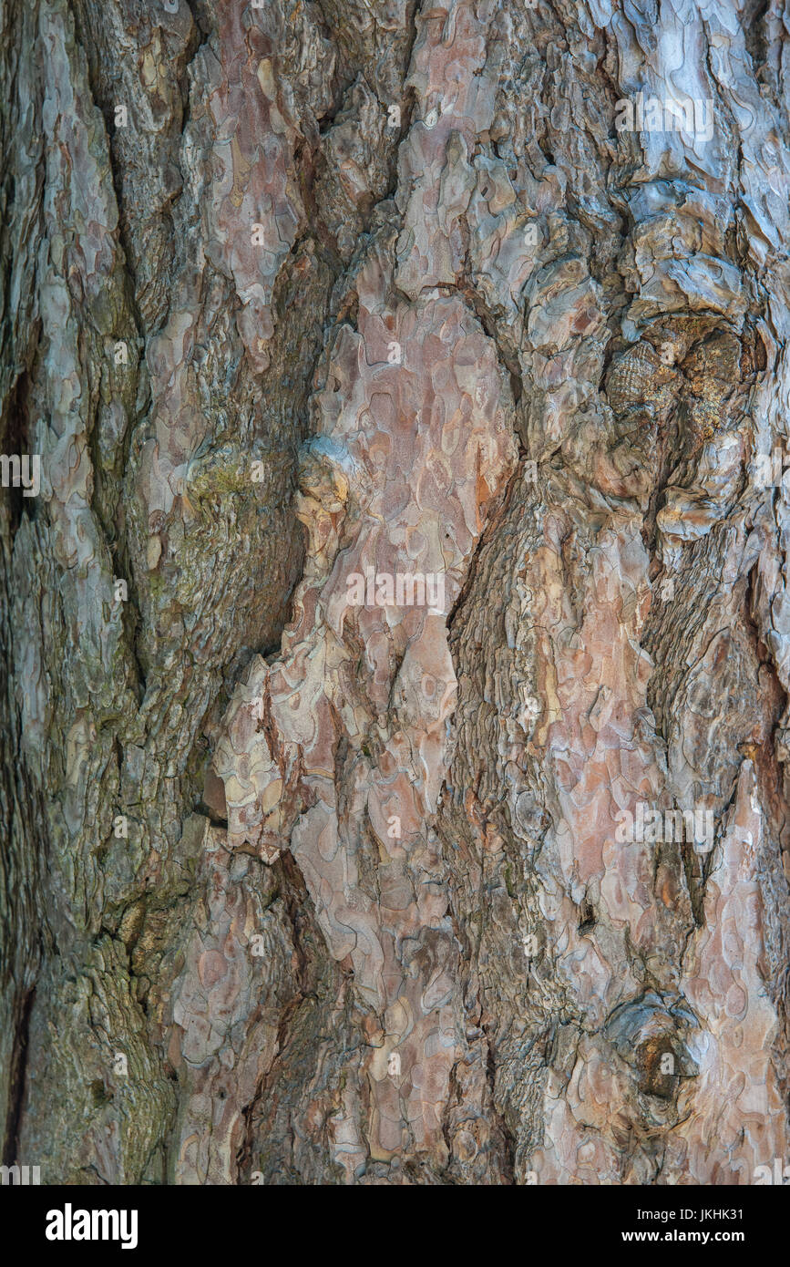 Crimean Pine Tree High Resolution Stock Photography and Images - Alamy
