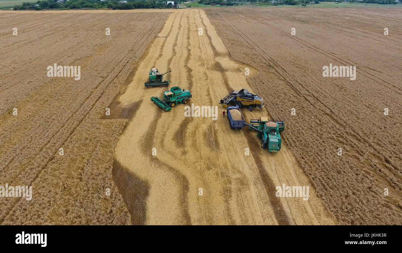 Harvesting wheat harvester. Agricultural machines harvest grain on the ...