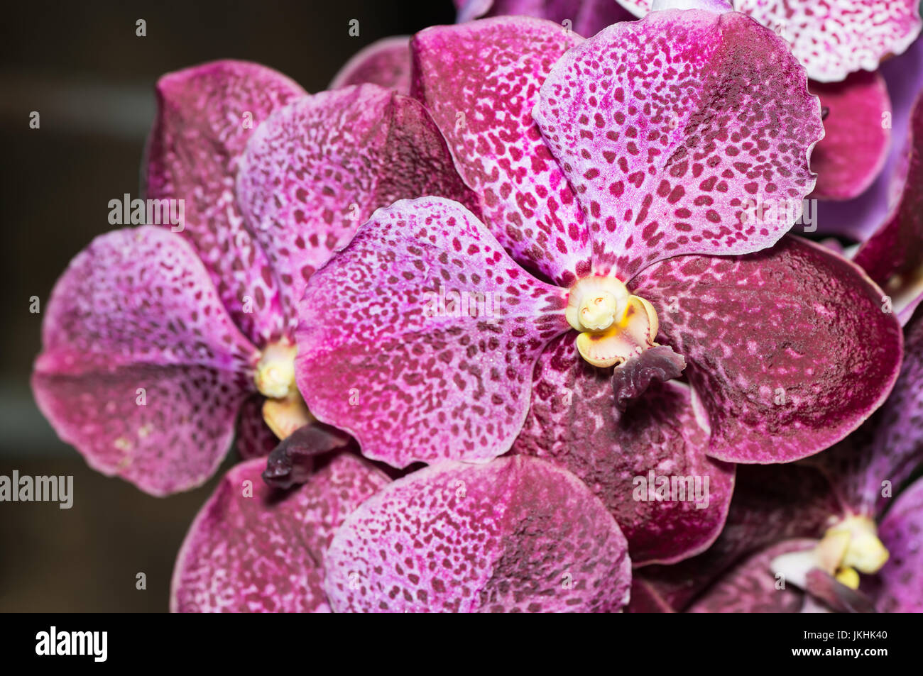 Red vanda orchid flower hi-res stock photography and images - Alamy