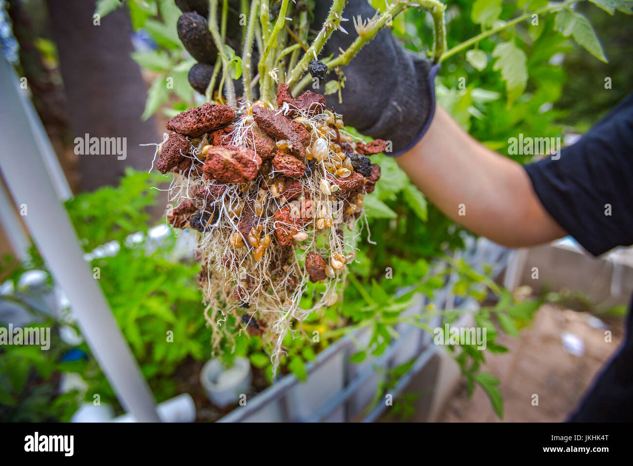 Hydroponics and aquaponics both use gravel to grow plants Stock Photo ...