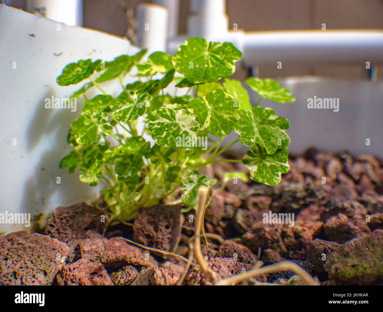 Hydroponics domestic hi-res stock photography and images - Alamy