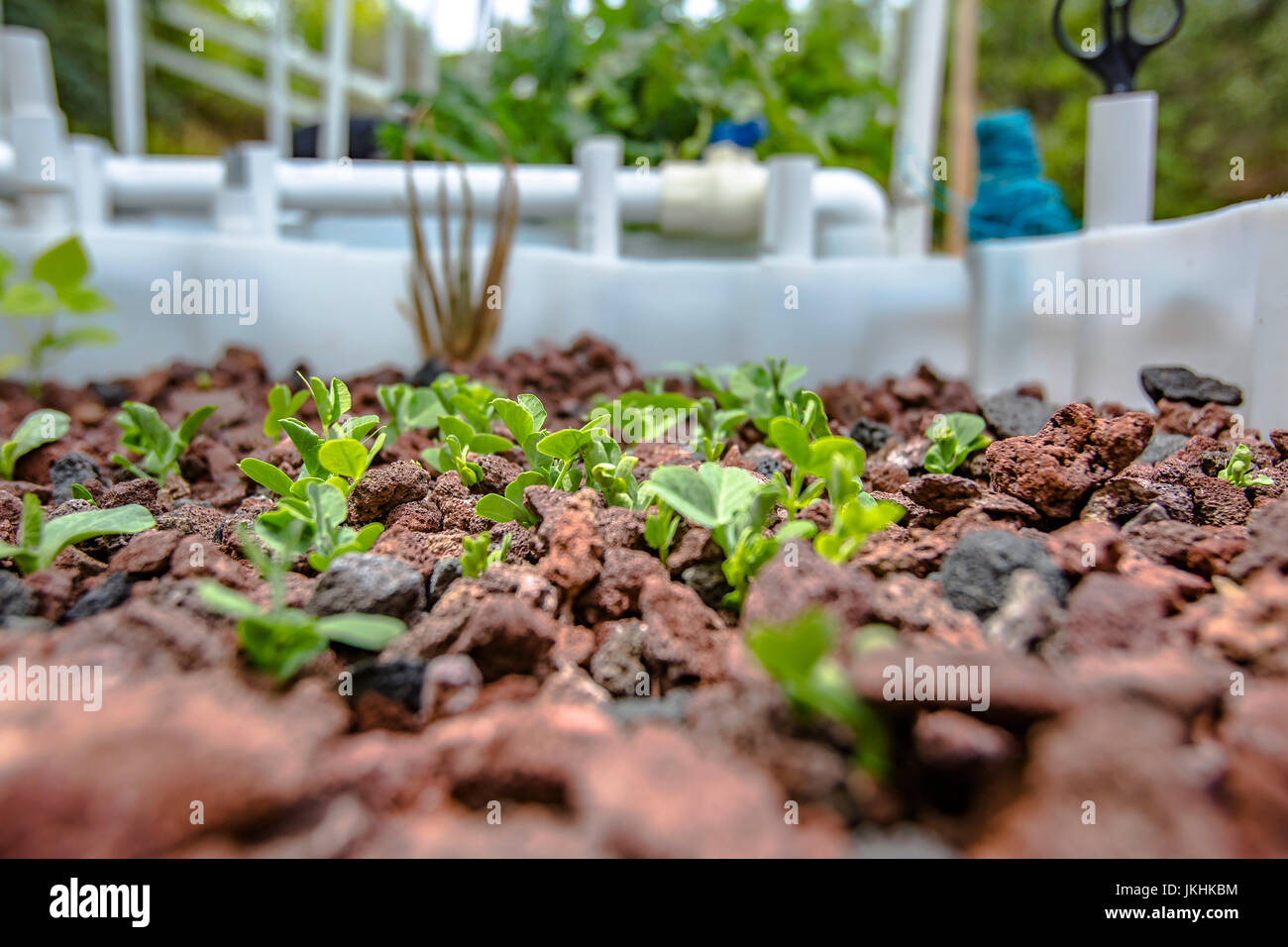 Aquaponics and Hydroponics support heavy vegetation Stock Photo - Alamy