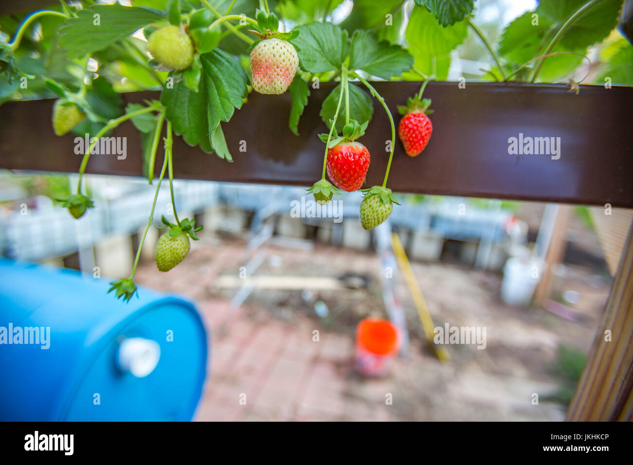 Aquaponics and Hydroponics support heavy vegetation Stock Photo - Alamy